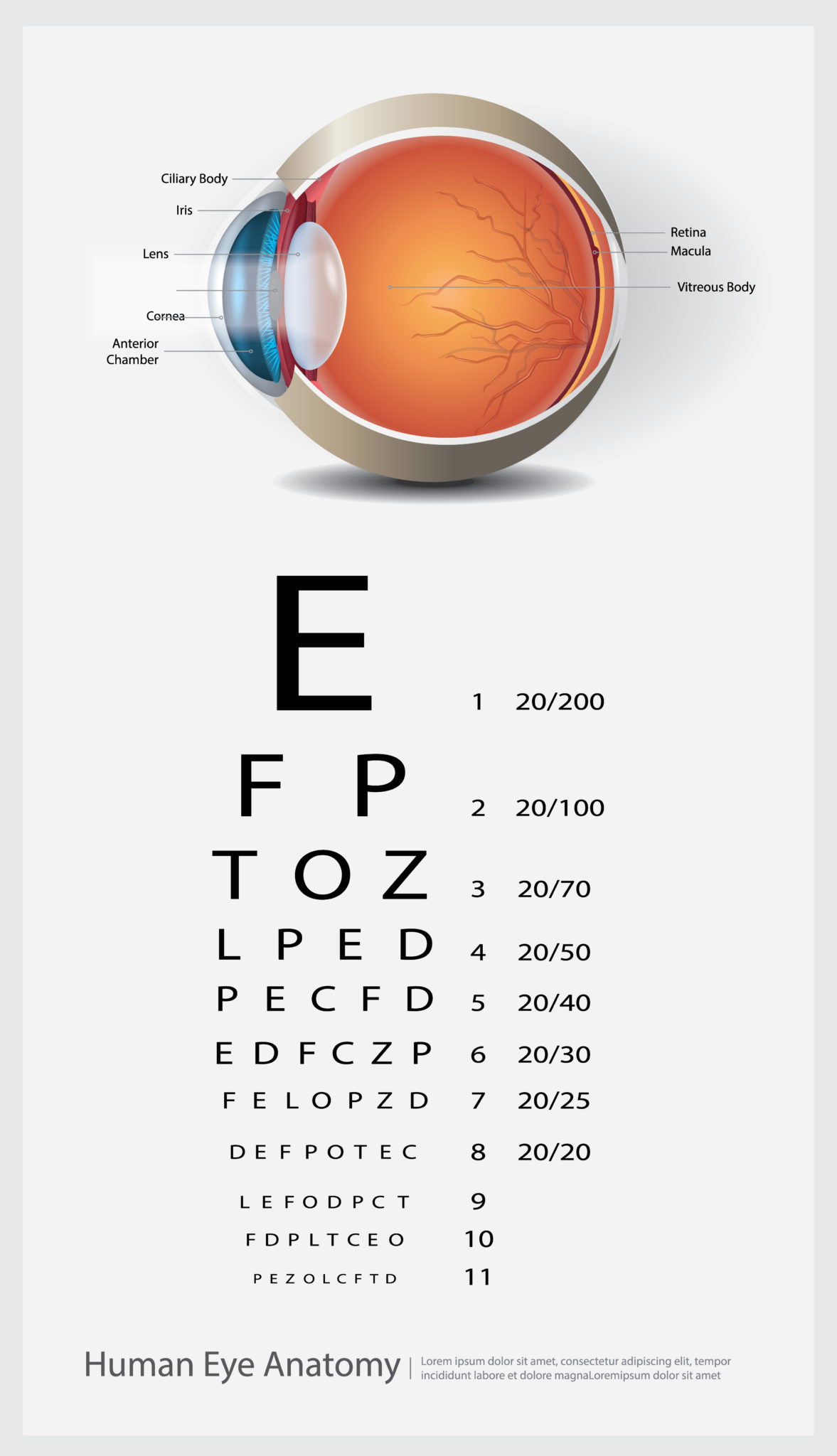 Vision Test: Meaning, Types, Eye Exam Process & Importance