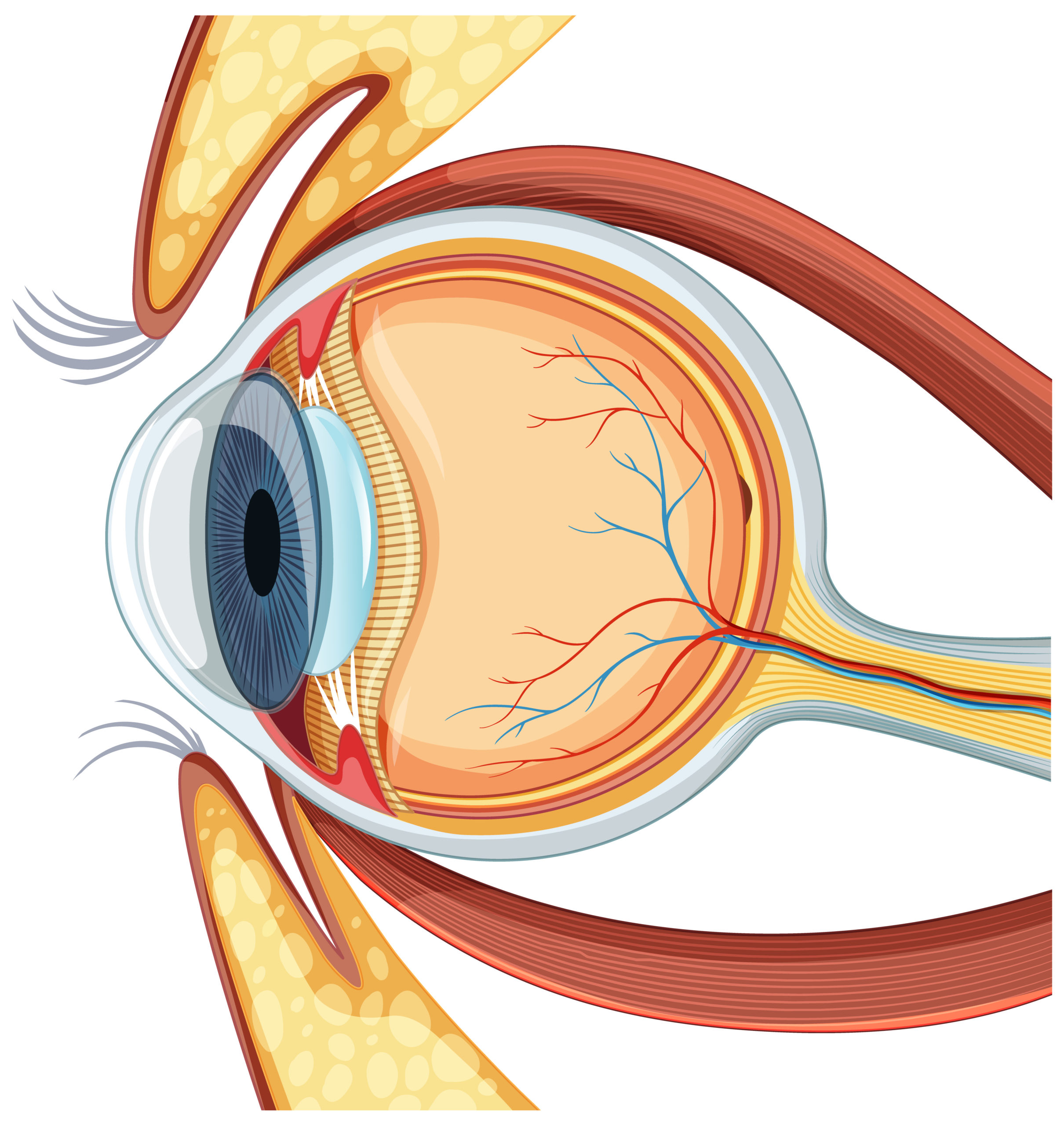 10 Layers of Retina: Structure, Functions & Healthy Vision