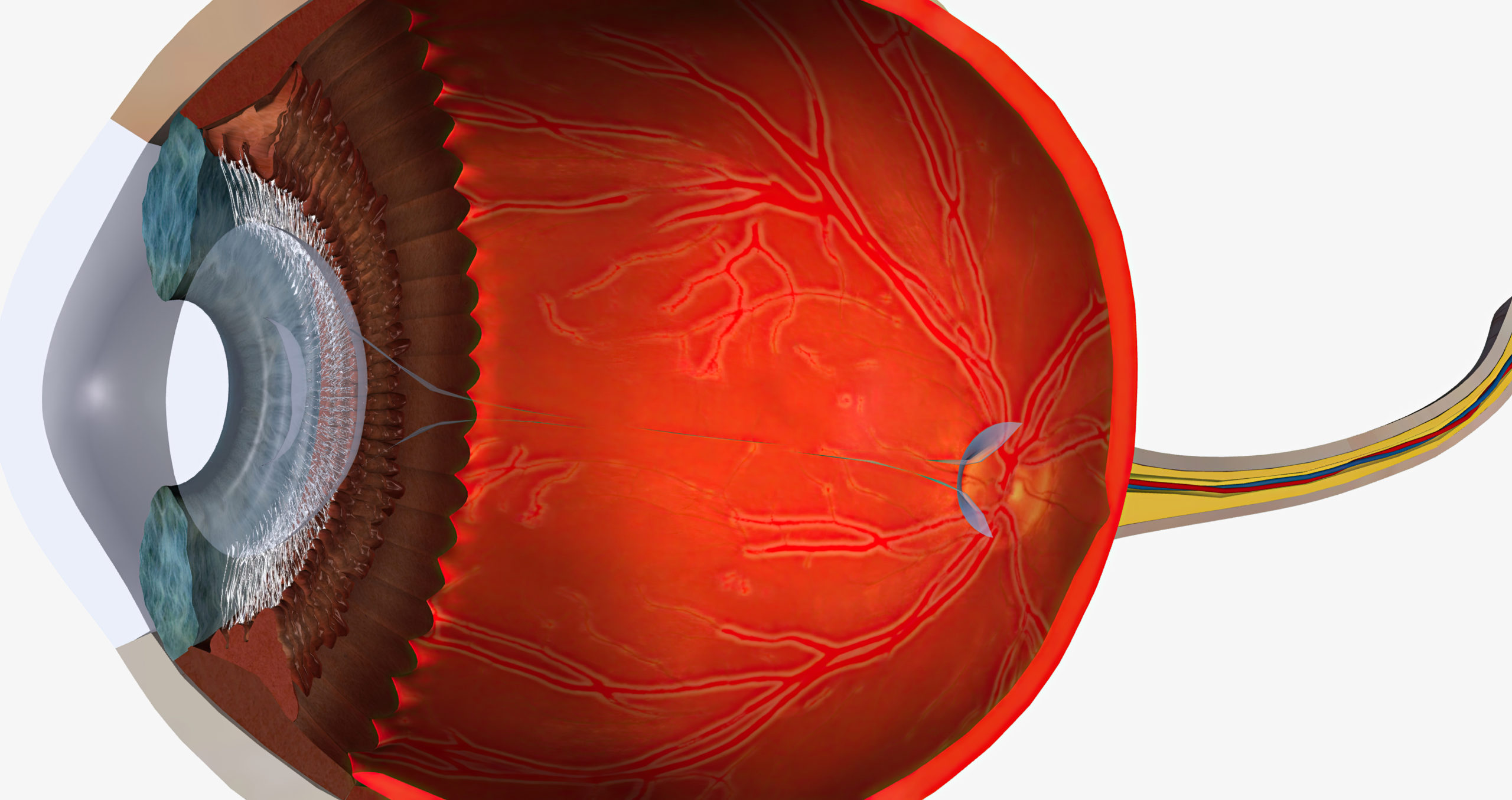 Fundus of Eye: Normal Appearance & Examination Explained