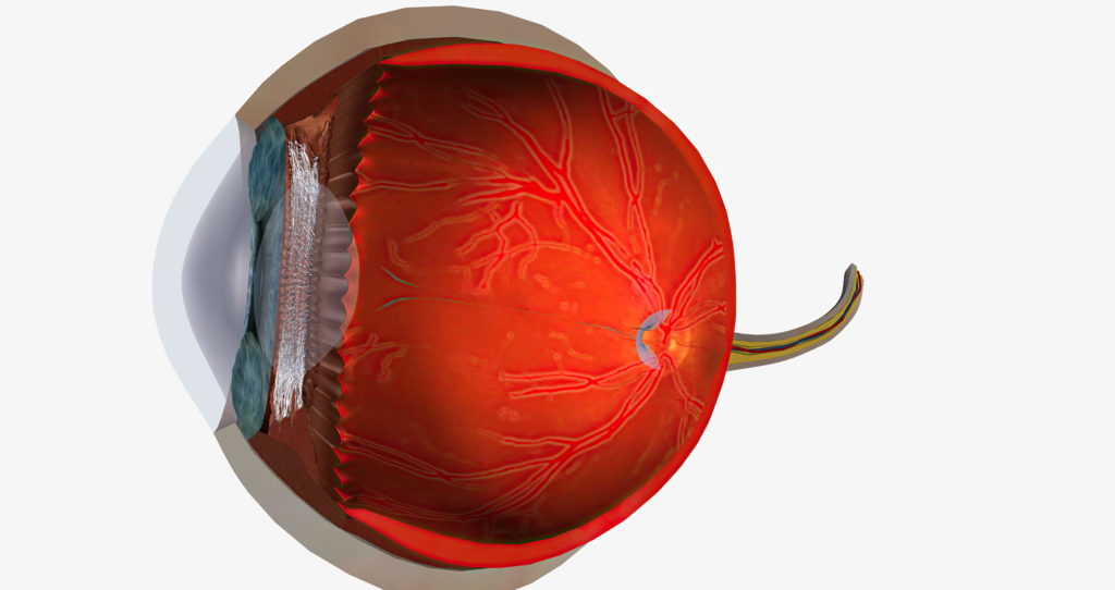 Fundus of Eye: Normal Appearance & Examination Explained
