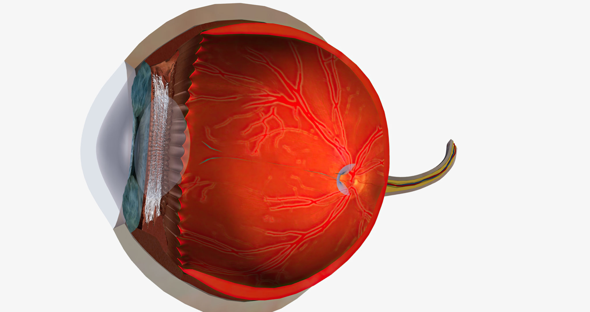 Fundus of Eye: Normal Appearance & Examination Explained